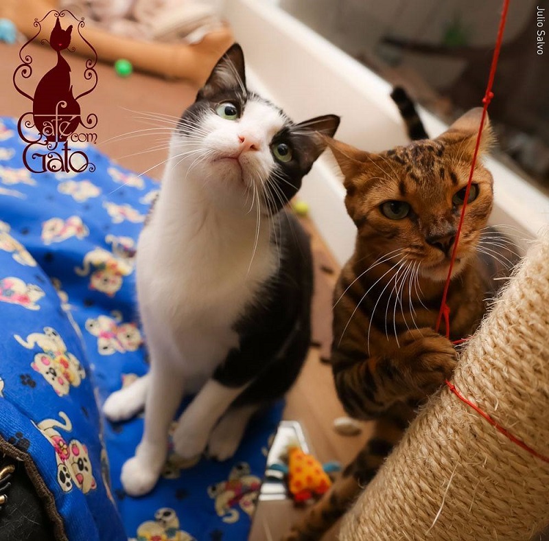 As gateiras piram: cafés com gatinhos para visitar pelo Brasil – Depois ...